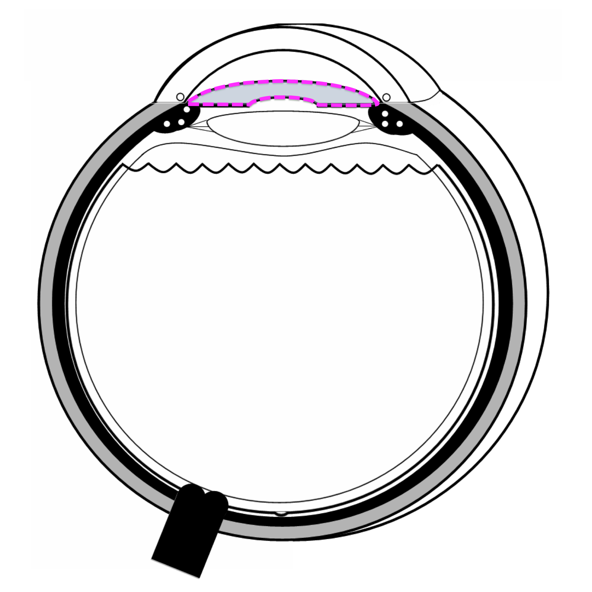 L'anatomie de l'iris - Pôle Vision Val d'Ouest - Centre spécialiste de ...